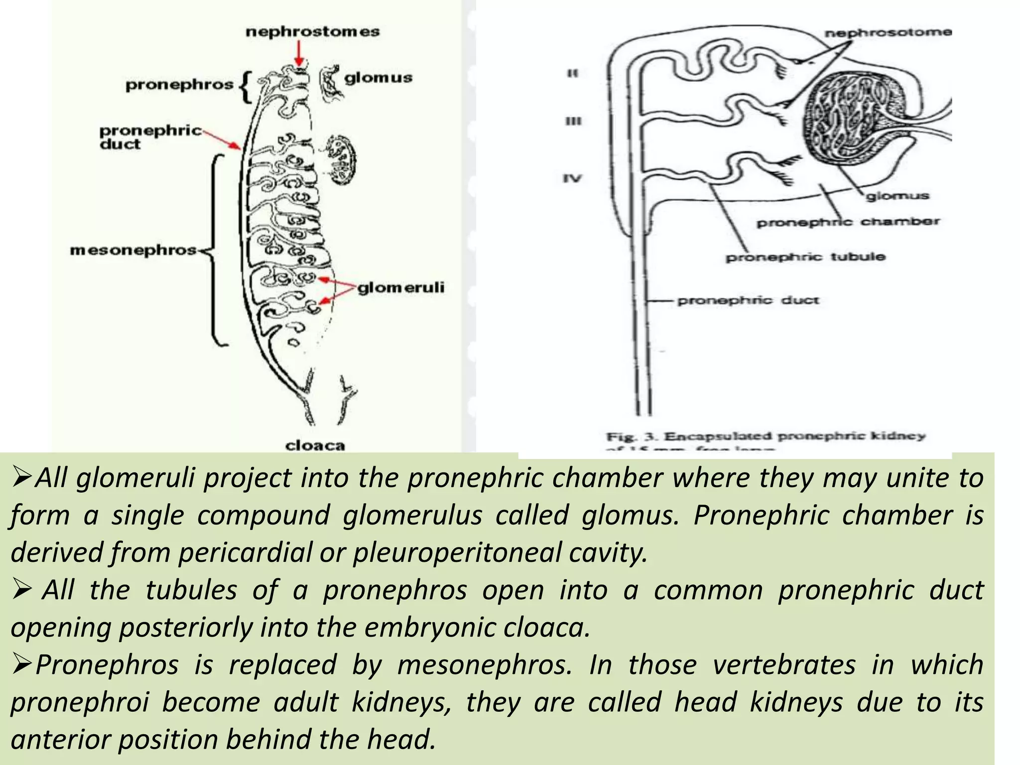 Urino genitial system of vertebrates | PPTX