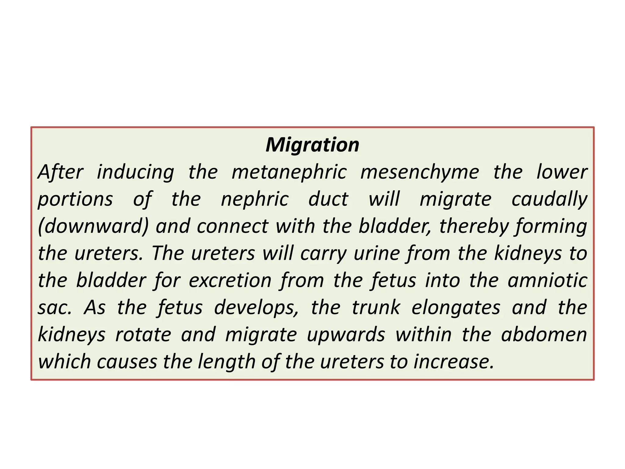 Urino genitial system of vertebrates | PPTX