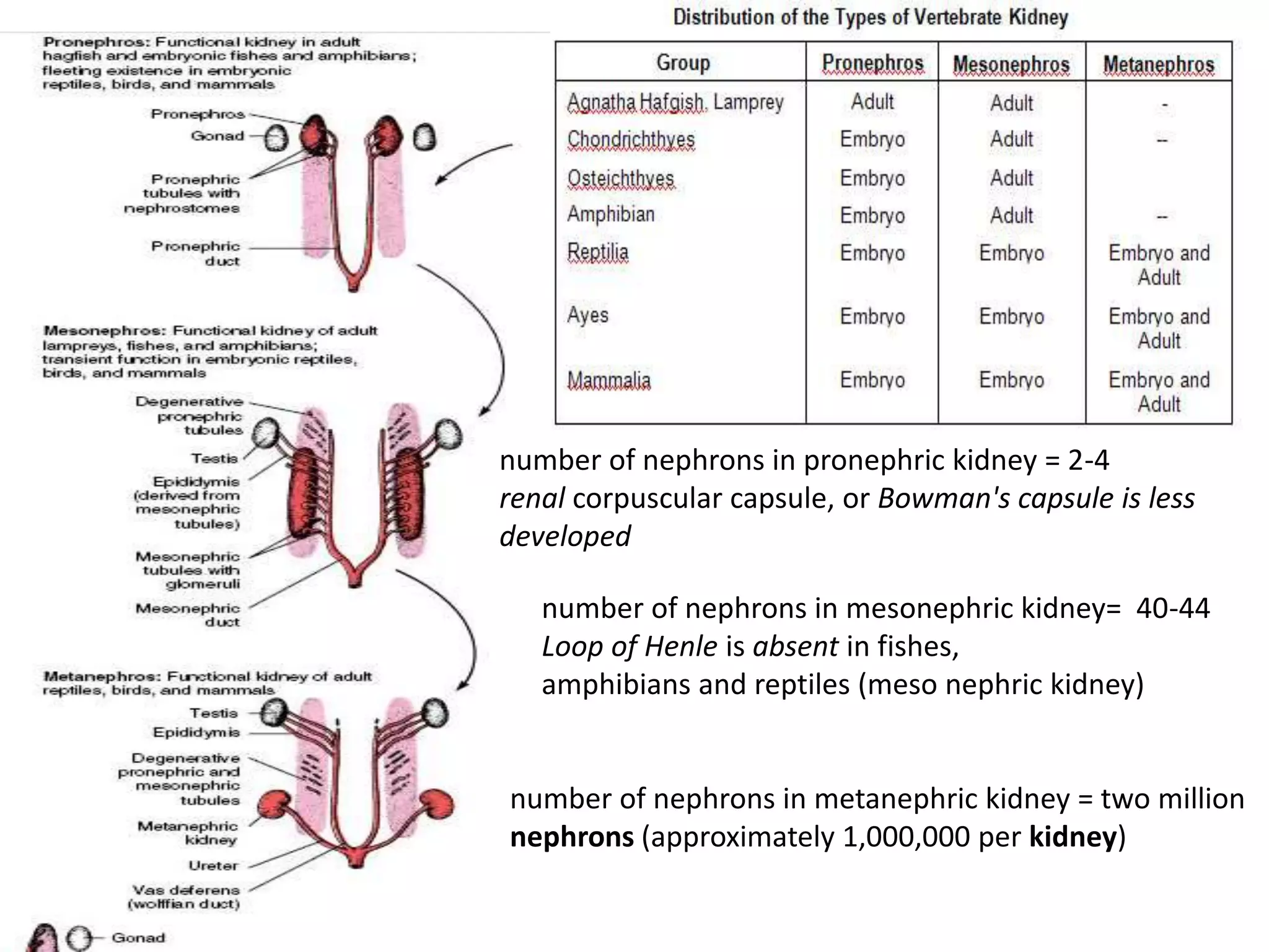Urino genitial system of vertebrates | PPTX