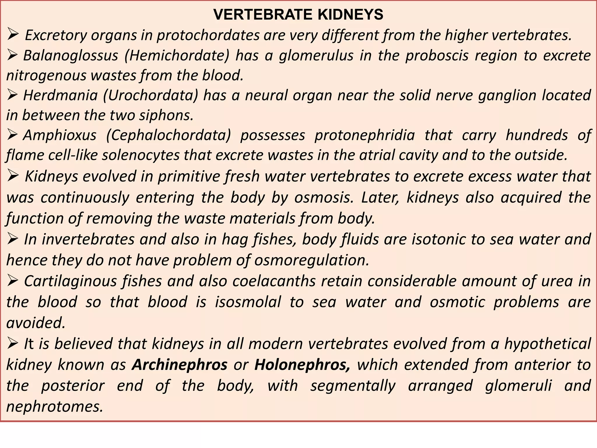 Urino genitial system of vertebrates | PPTX