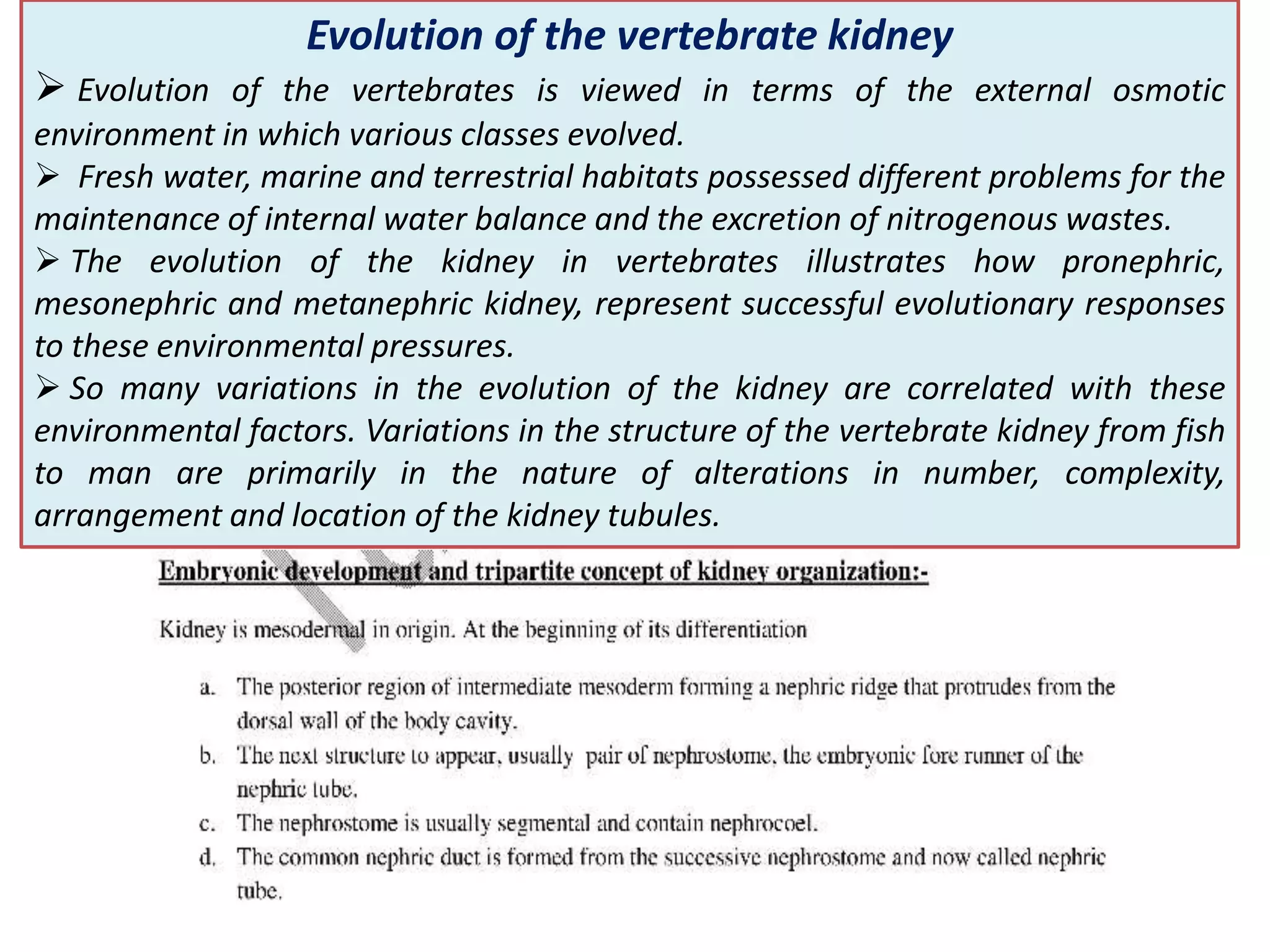 Urino genitial system of vertebrates | PPTX