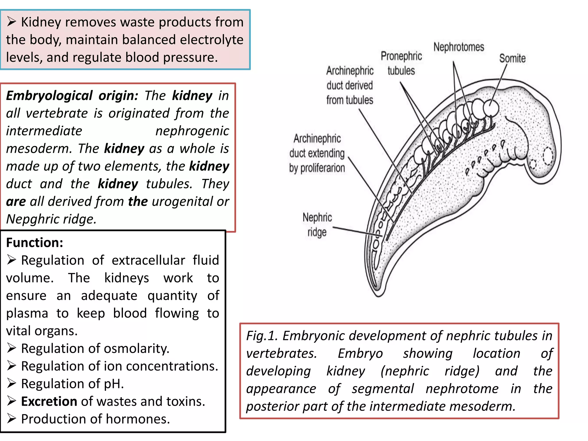 Urino genitial system of vertebrates | PPTX