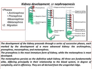 Urino genitial system of vertebrates | PPTX