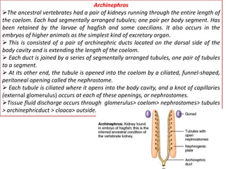 Urino genitial system of vertebrates | PPTX