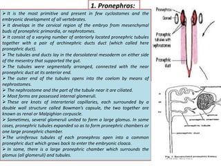Urino genitial system of vertebrates | PPTX | Reproductive Health ...