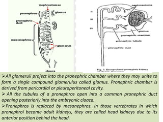 Urino genitial system of vertebrates | PPTX