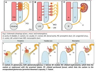 Urino genitial system of vertebrates | PPTX