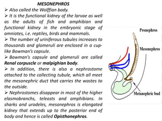 Urino genitial system of vertebrates | PPTX