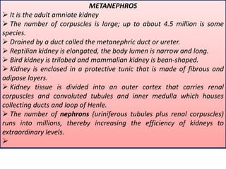 Urino genitial system of vertebrates | PPTX