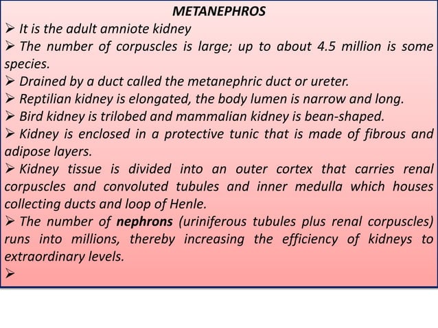 Urino genitial system of vertebrates | PPTX | Reproductive Health ...