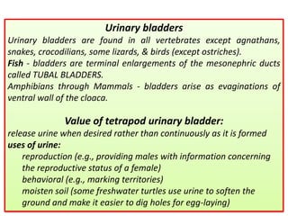 Urino genitial system of vertebrates | PPTX