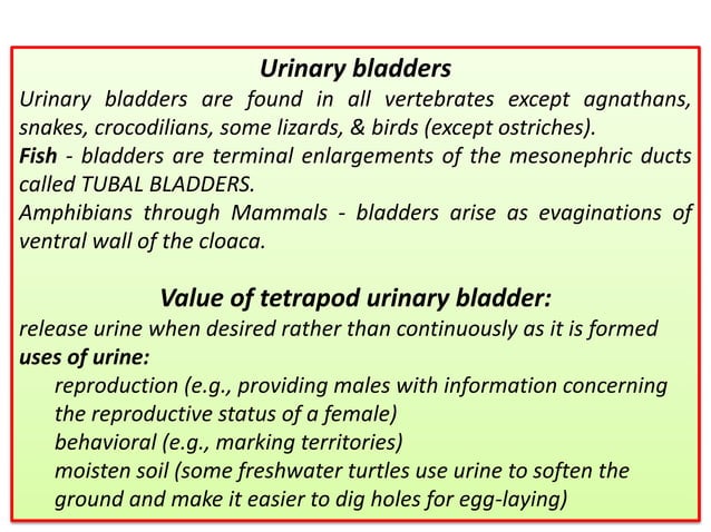 Urino genitial system of vertebrates | PPTX | Reproductive Health ...