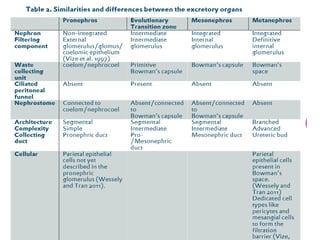 Urino genitial system of vertebrates | PPTX