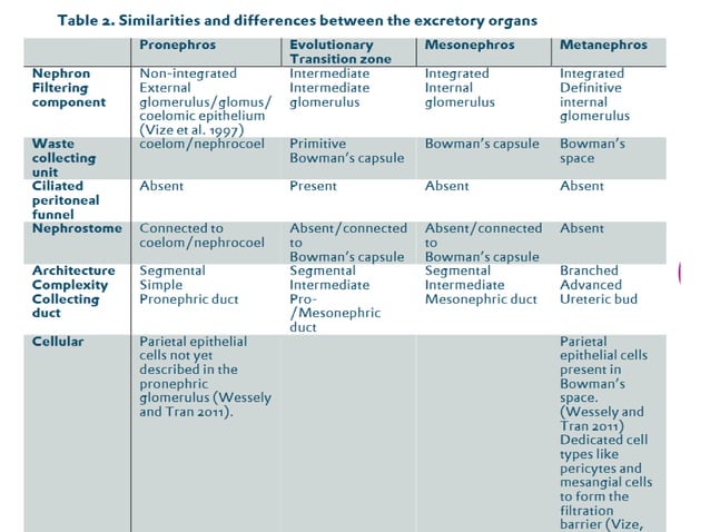Urino genitial system of vertebrates | PPTX | Reproductive Health ...