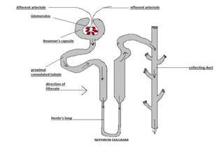 Urino genitial system of vertebrates | PPTX