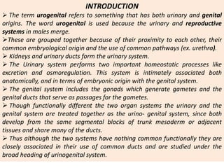 Urino genitial system of vertebrates | PPTX
