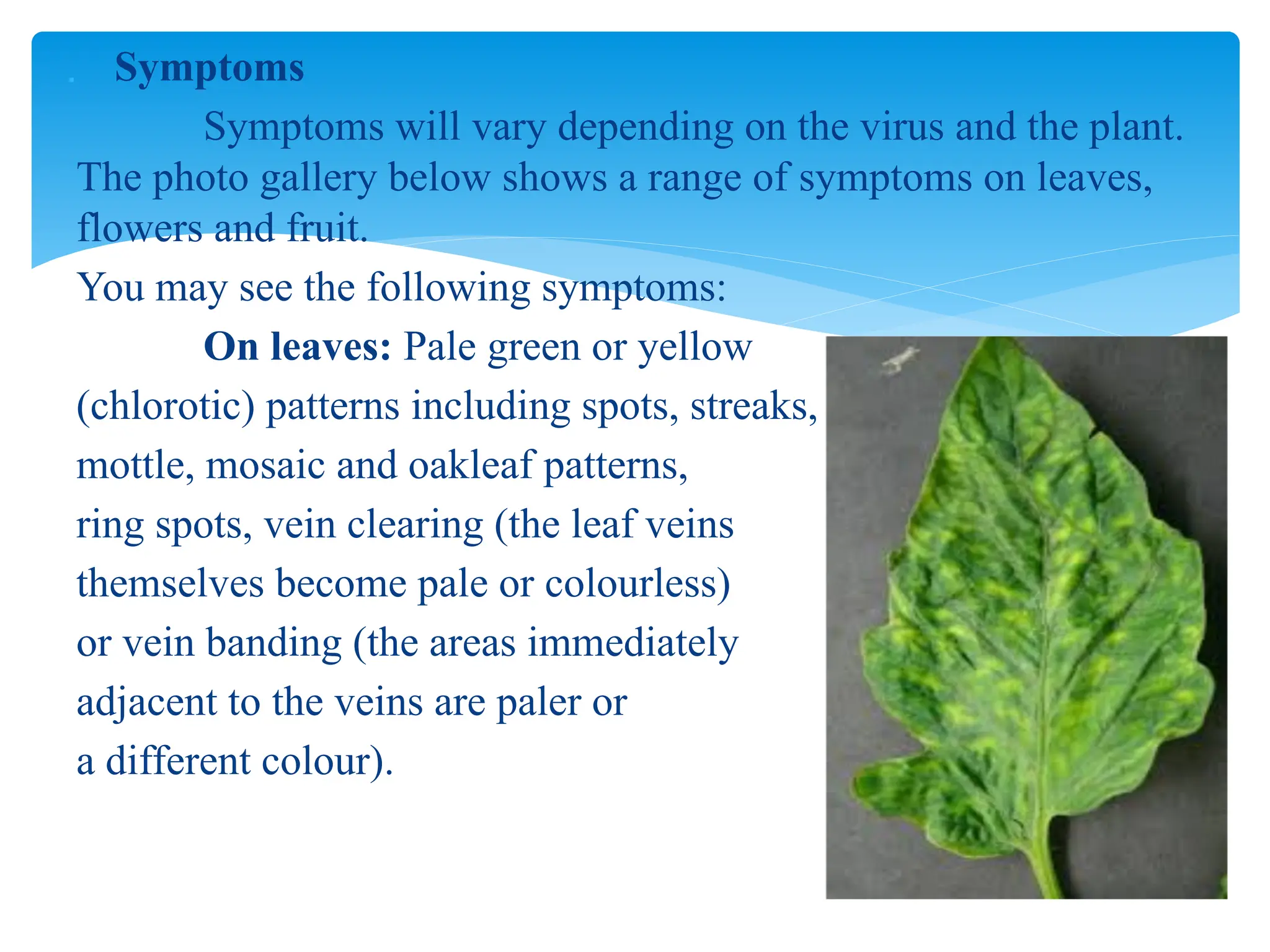 Plant viruses symptoms,Transmission and Control | PPT
