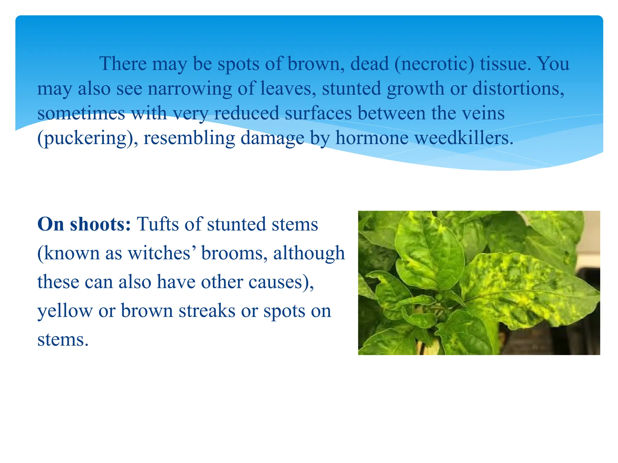 Plant viruses symptoms,Transmission and Control | PPT