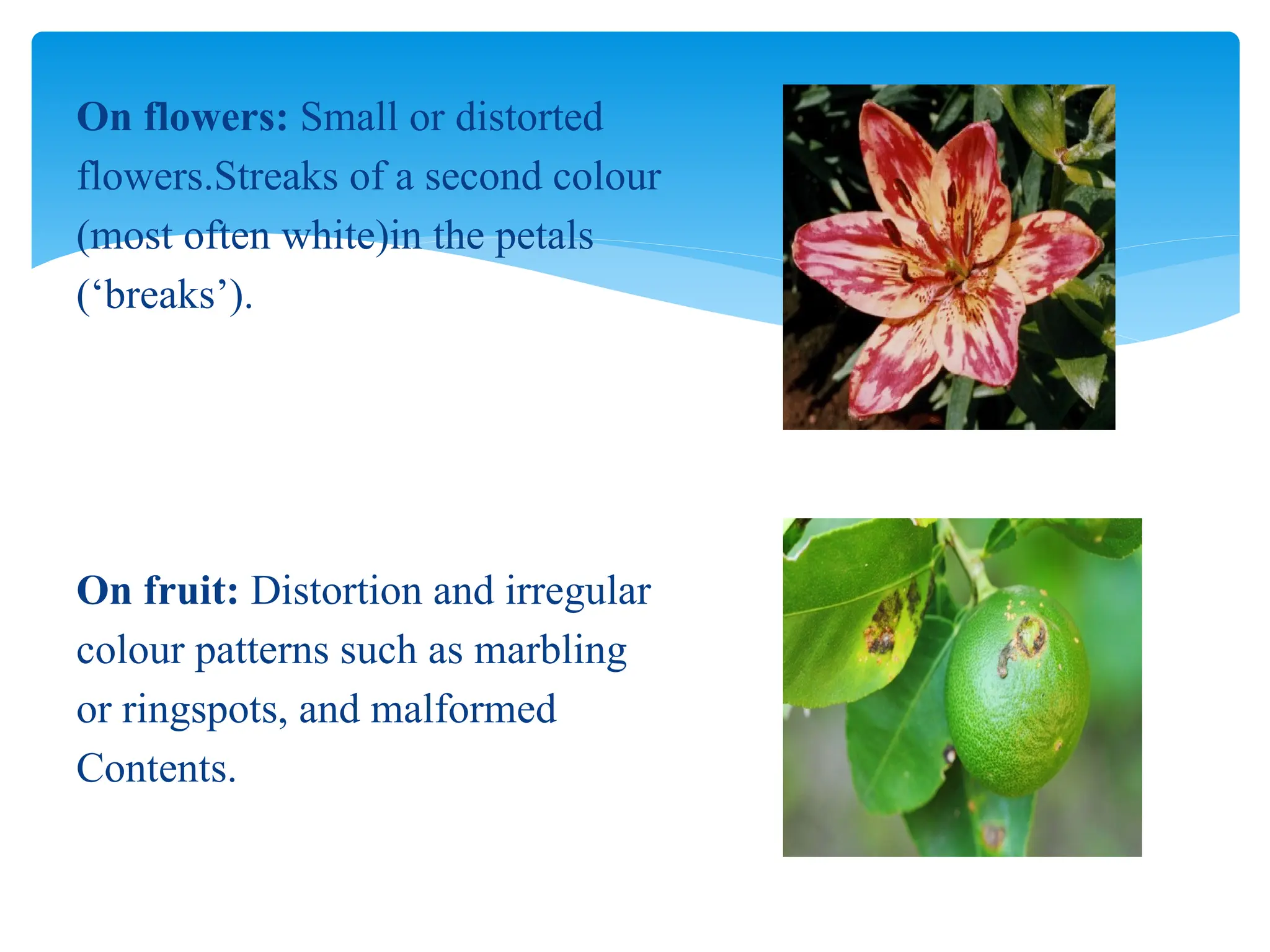 Plant viruses symptoms,Transmission and Control | PPT