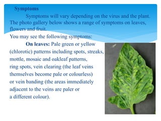 Plant viruses symptoms,Transmission and Control | PPTX