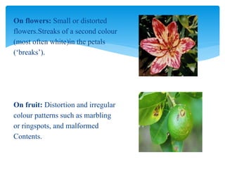 Plant viruses symptoms,Transmission and Control | PPT