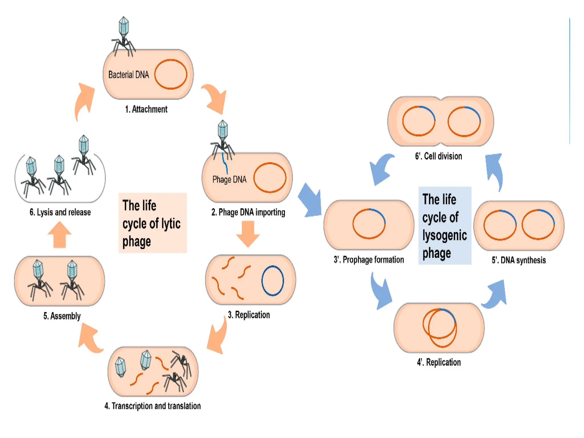 Bacteriophage Definition, Structure, and Life Cycle | PPTX