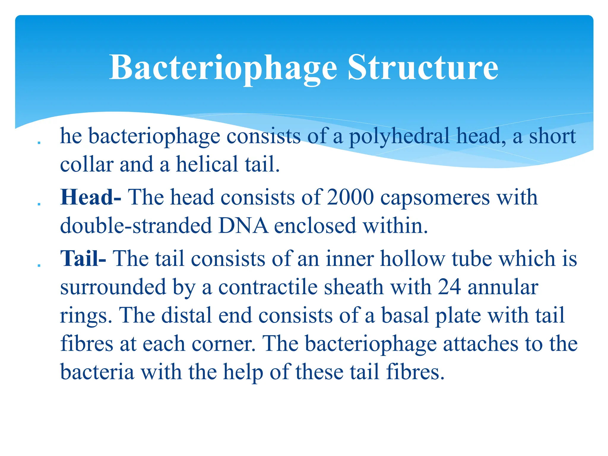 Bacteriophage Definition, Structure, and Life Cycle | PPTX