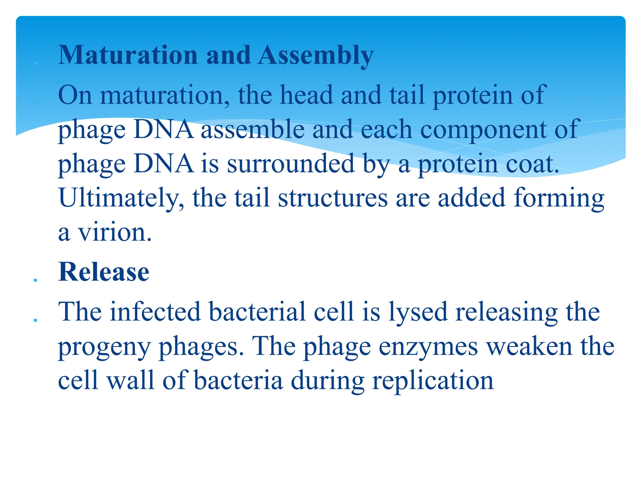 Bacteriophage Definition, Structure, and Life Cycle | PPTX