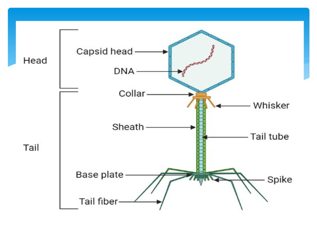Bacteriophage Definition, Structure, and Life Cycle | PPT