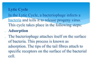 Bacteriophage Definition, Structure, and Life Cycle | PPT