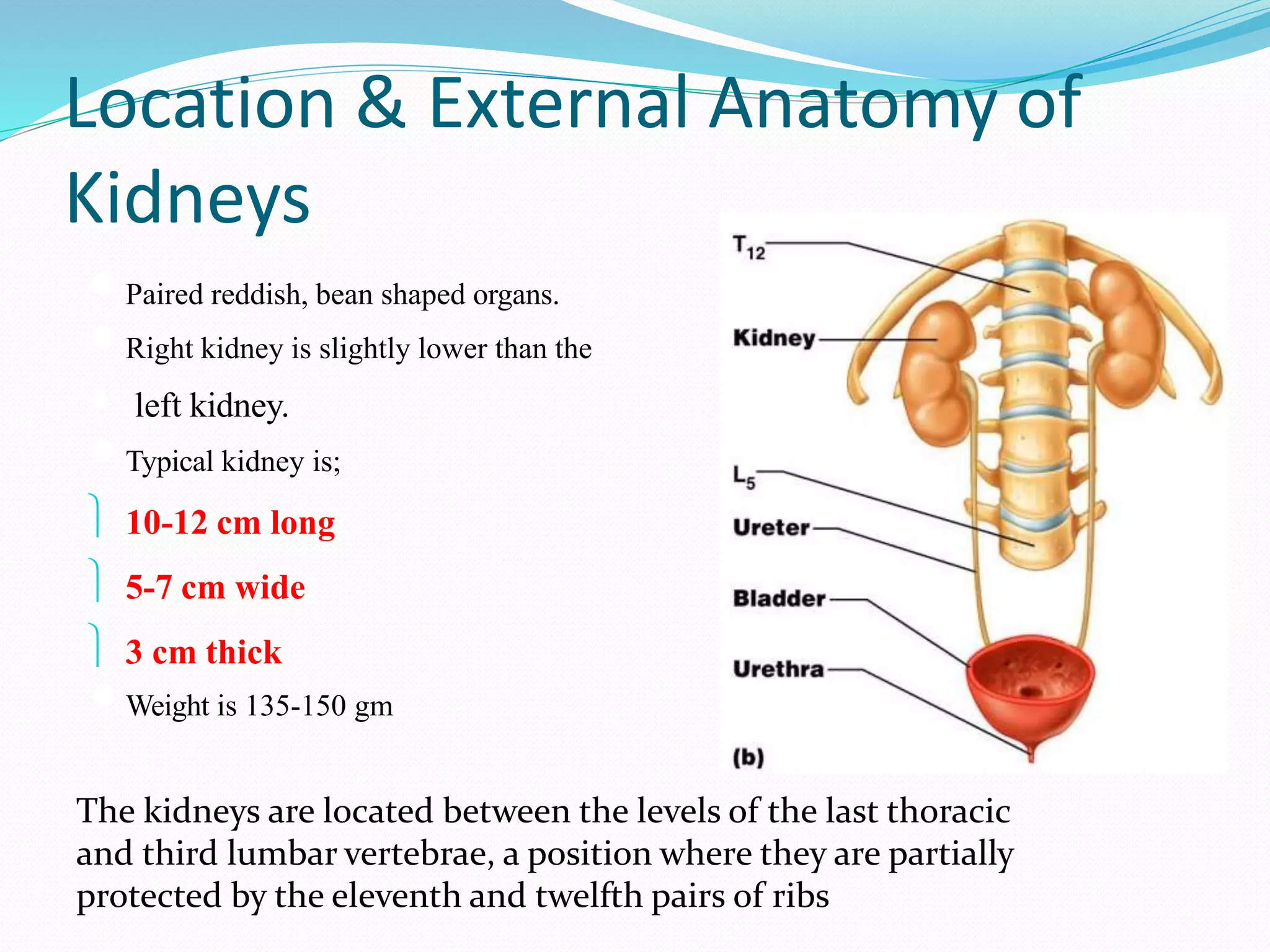 Urinary System | PPTX