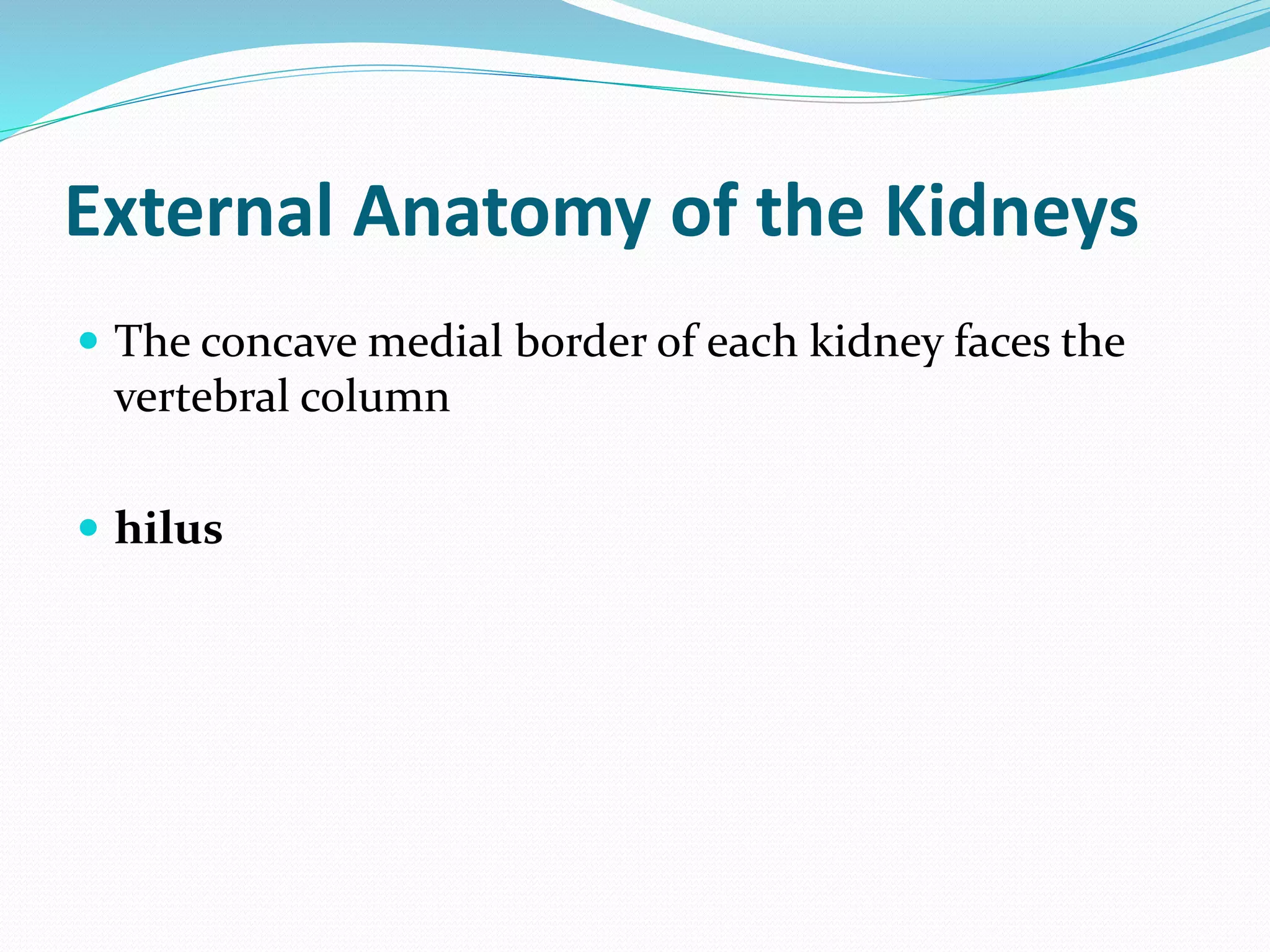 Urinary System | PPTX