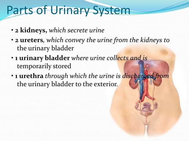 Urinary System | PPTX