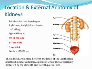 Urinary System | PPTX