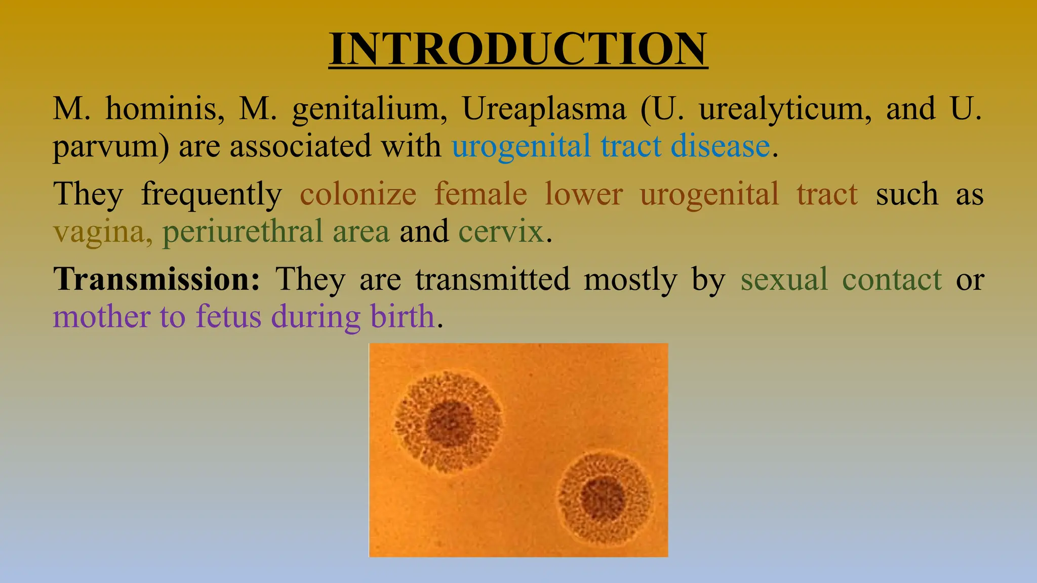 Urogenital Mycoplasma: Symptoms, Diagnosis & Treatment | PPTX