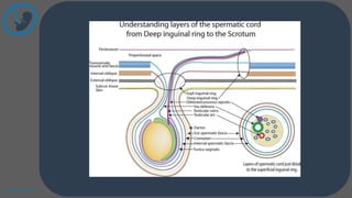 Embryologie van het urogenitale stelsel | PPTX