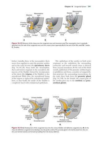 HỆ SINH DỤC | PDF | Reproductive Health | Diseases and Conditions