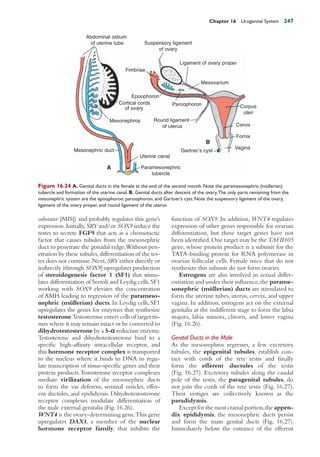 HỆ SINH DỤC | PDF | Reproductive Health | Diseases and Conditions