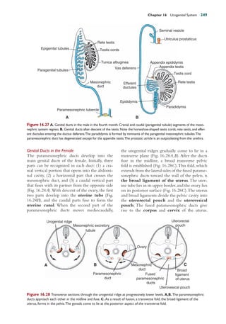 HỆ SINH DỤC | PDF | Reproductive Health | Diseases and Conditions