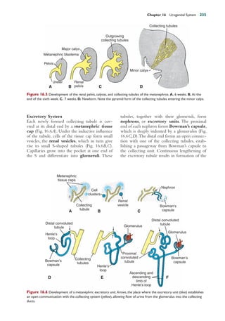HỆ SINH DỤC | PDF