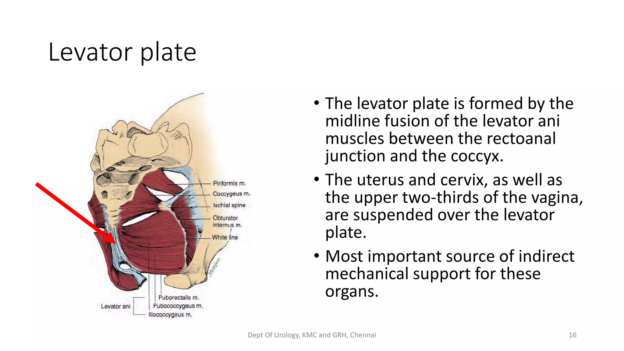 Uro gynaecology- anatomy- pelvic floor | PDF
