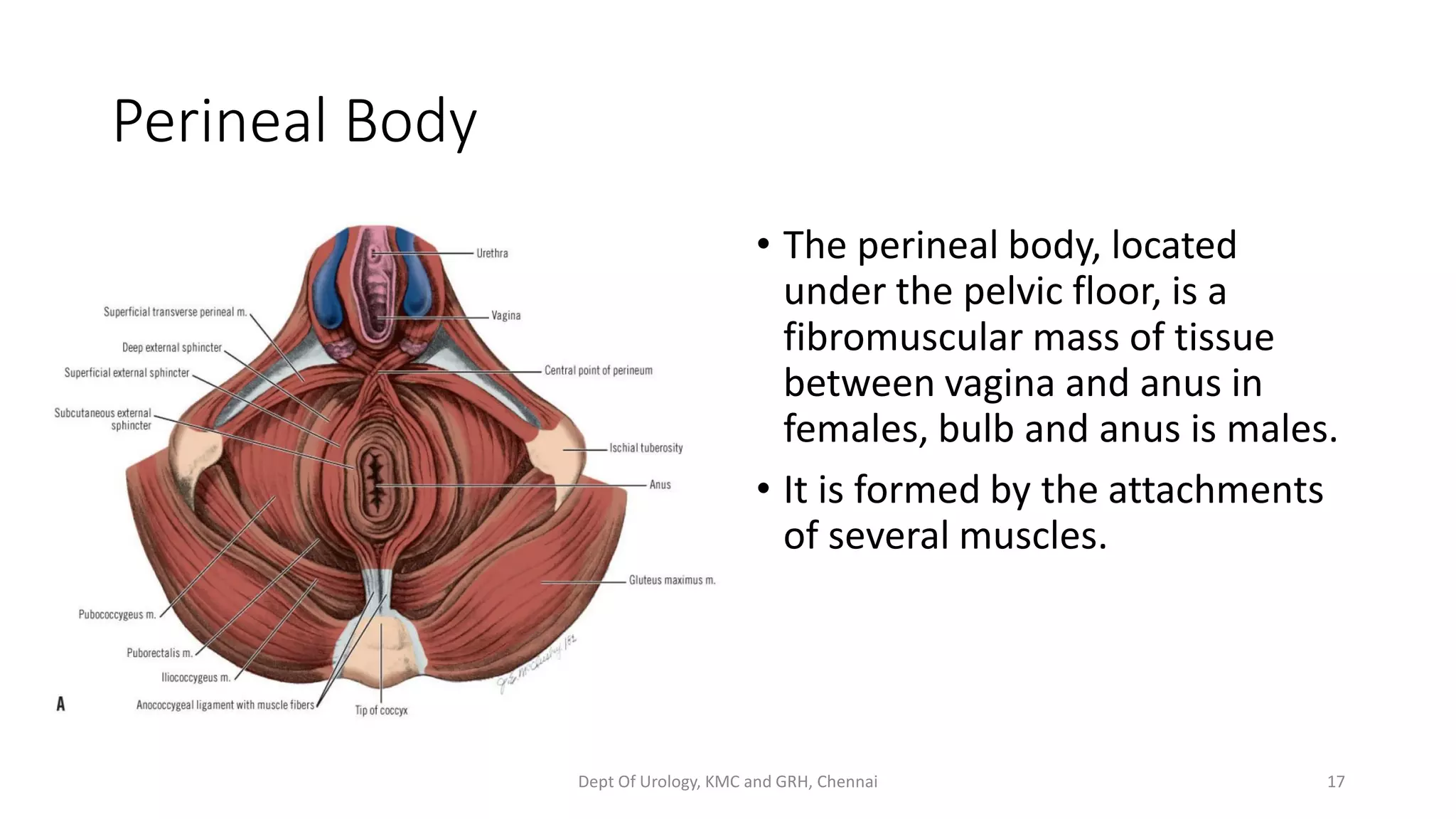 Uro gynaecology- anatomy- pelvic floor | PDF