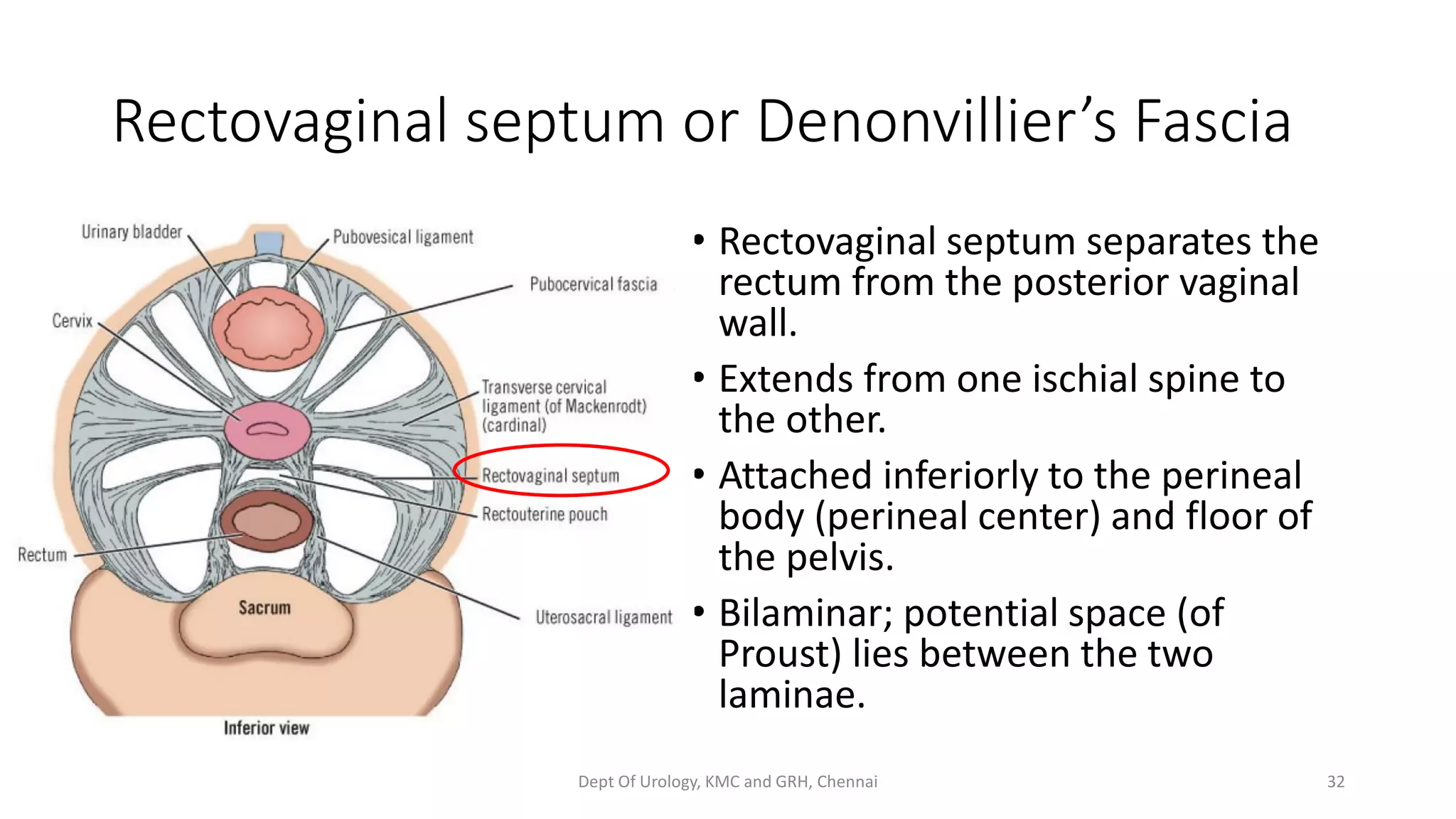 Uro gynaecology- anatomy- pelvic floor | PDF