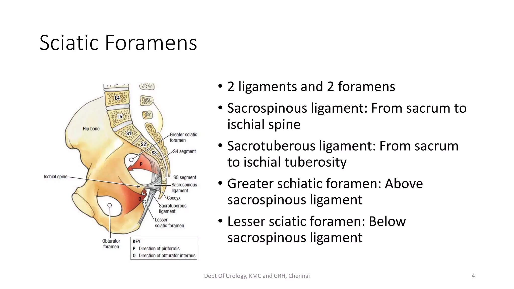 Uro gynaecology- anatomy- pelvic floor | PDF