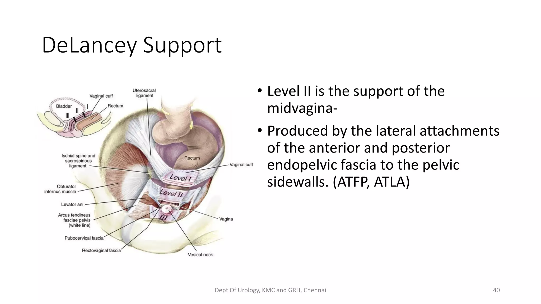 Uro gynaecology- anatomy- pelvic floor | PDF