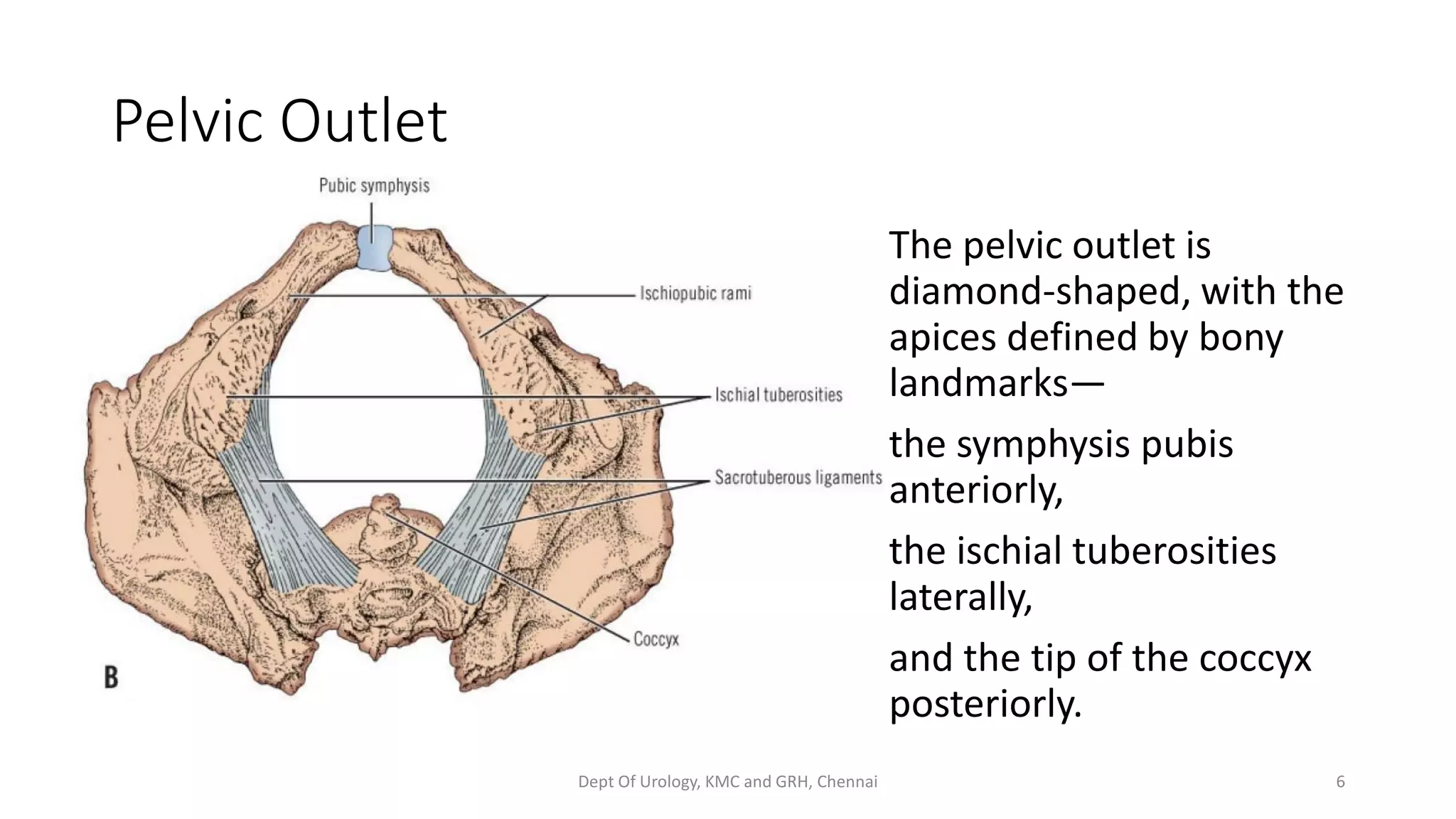 Uro gynaecology- anatomy- pelvic floor | PDF