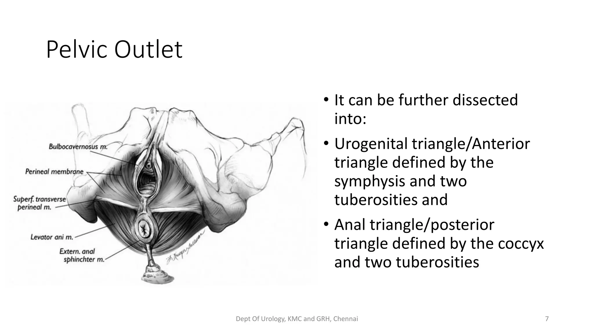 Uro gynaecology- anatomy- pelvic floor | PDF