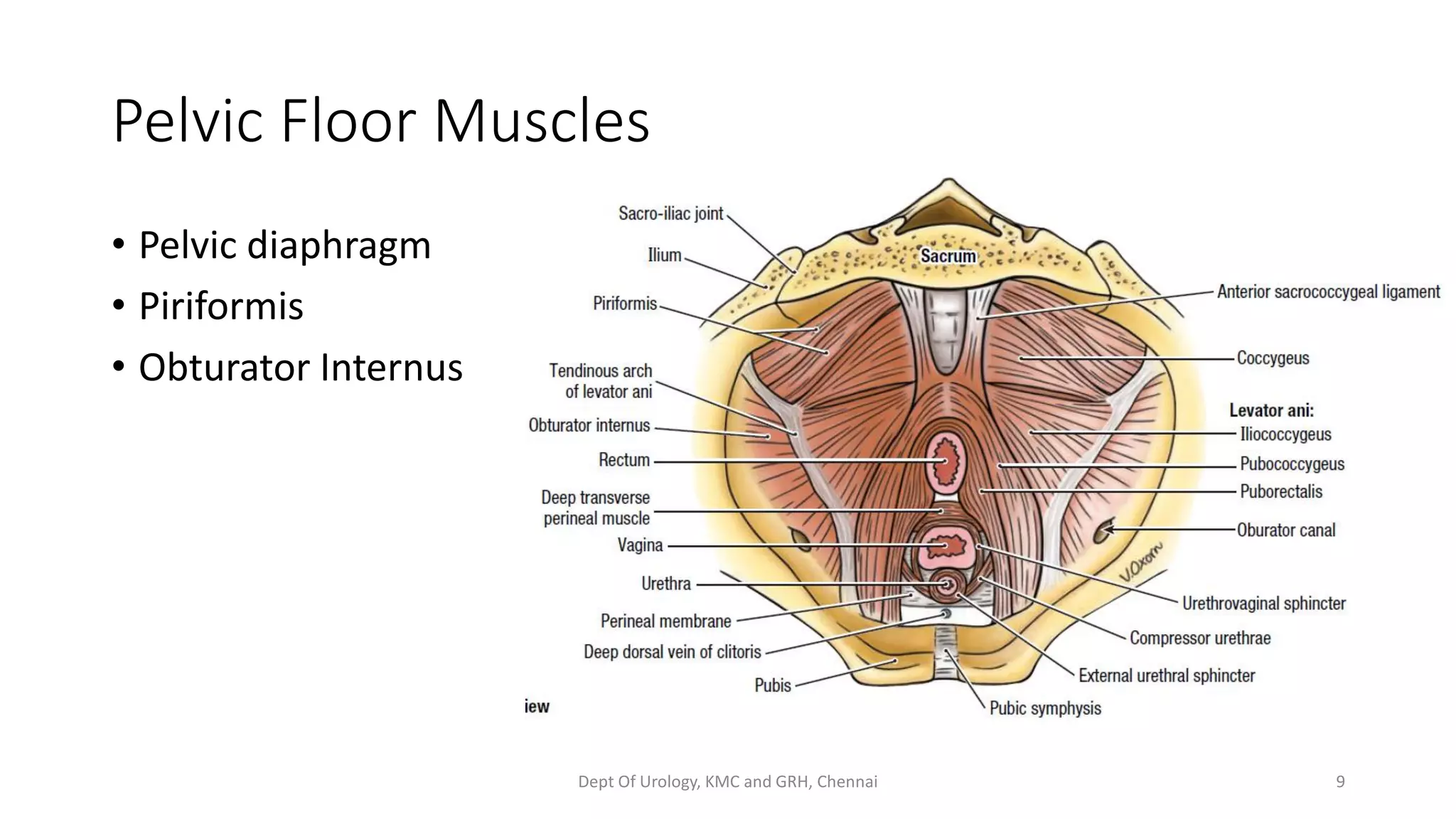 Uro gynaecology- anatomy- pelvic floor | PDF