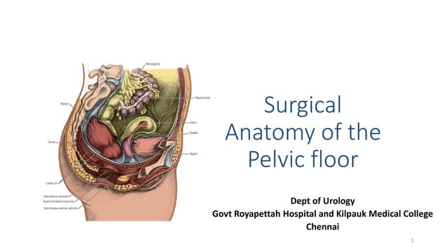 Uro Gynaecology Anatomy Pelvic Floor Ppt