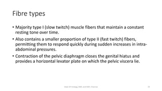 Uro gynaecology- anatomy- pelvic floor | PDF